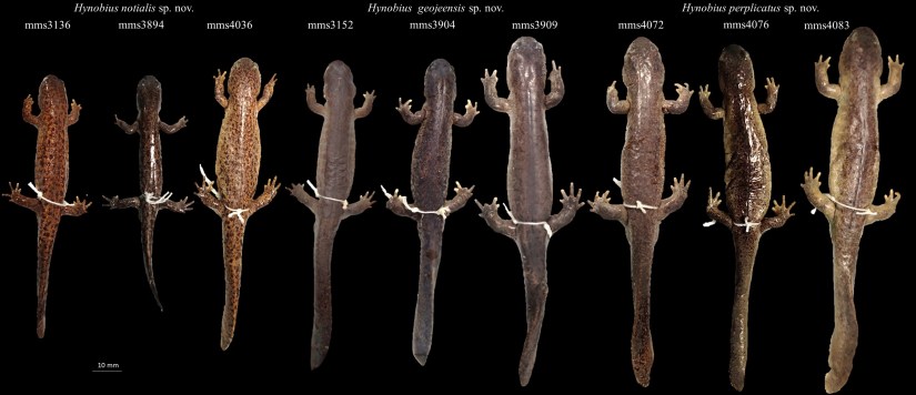 Seven Hynobius species in Korea! – Laboratory of Animal Behaviour and ...