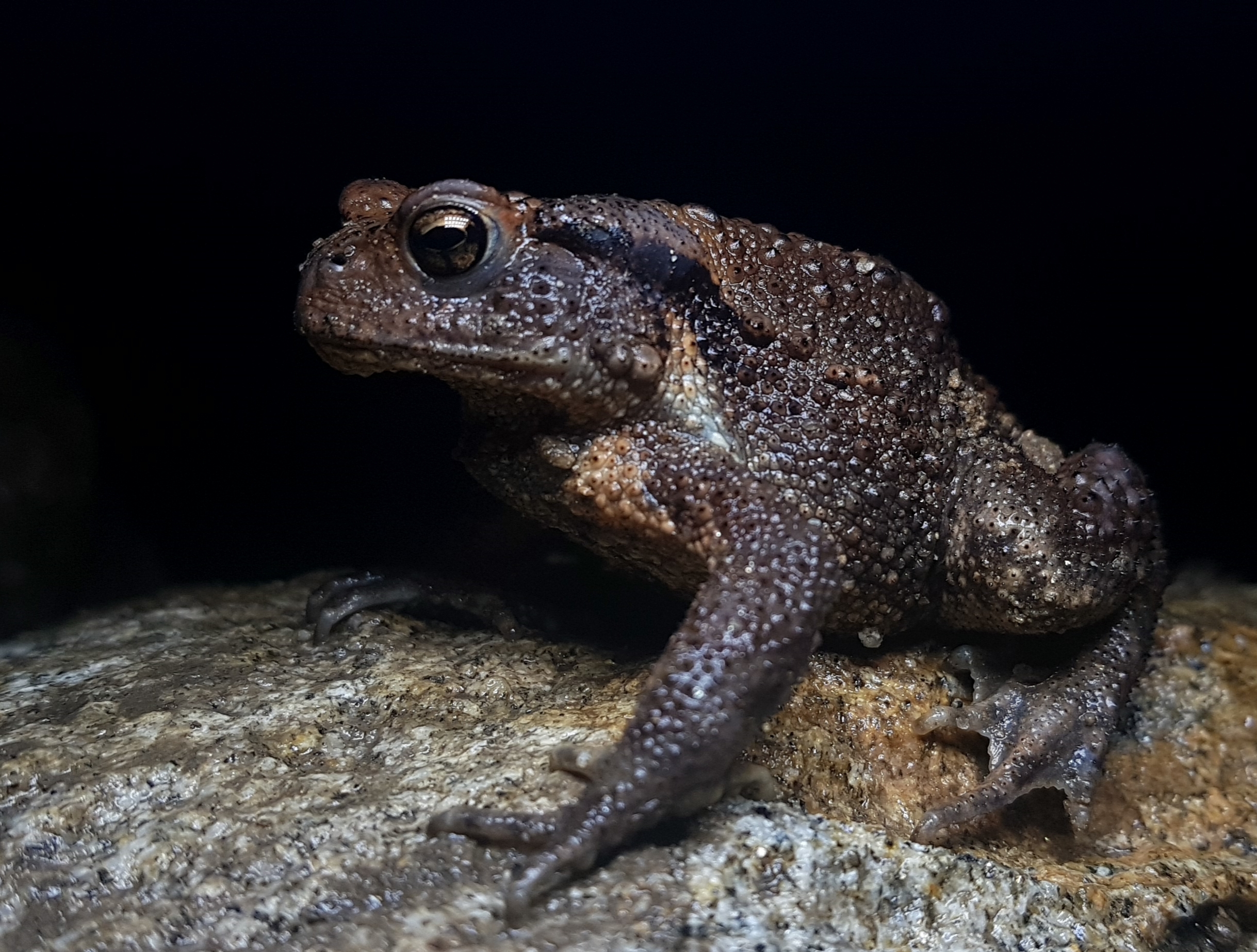 New resolution in phylogeography and taxonomy of the true toads Bufo ...