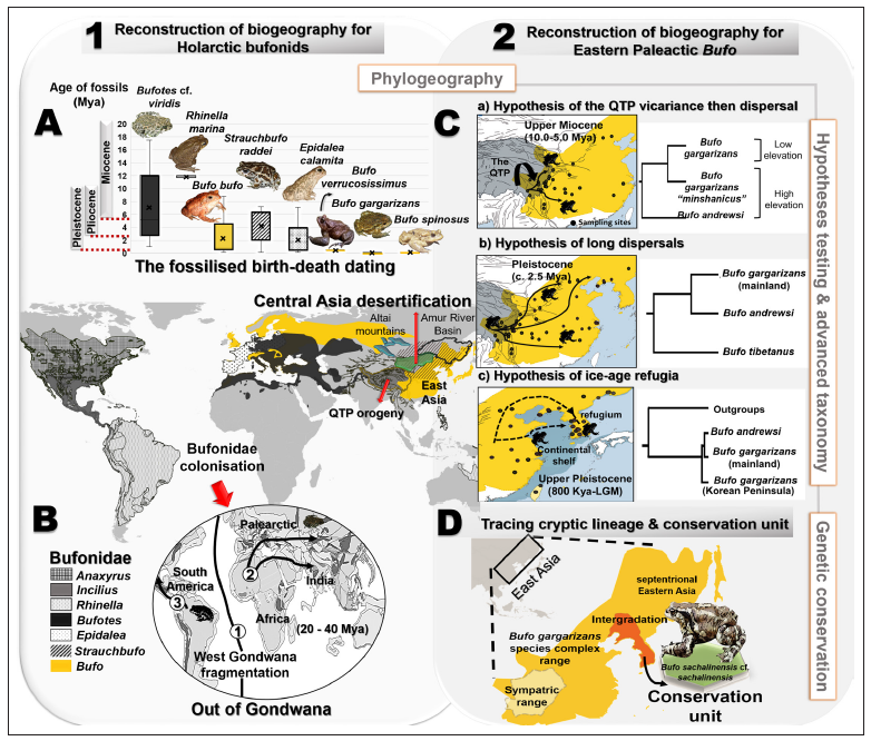 New resolution in phylogeography and taxonomy of the true toads Bufo ...