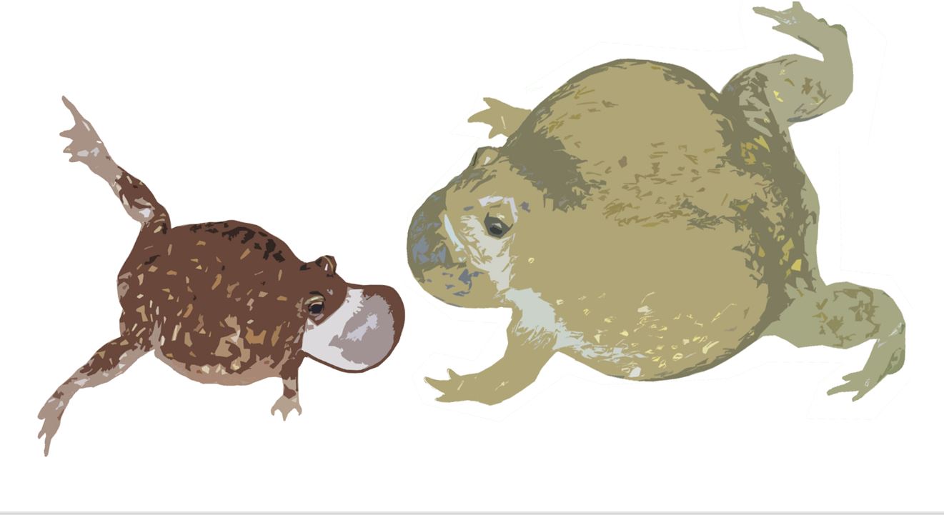 Vocal behaviour and ecology of syntopic Balloon Frogs from Central ...
