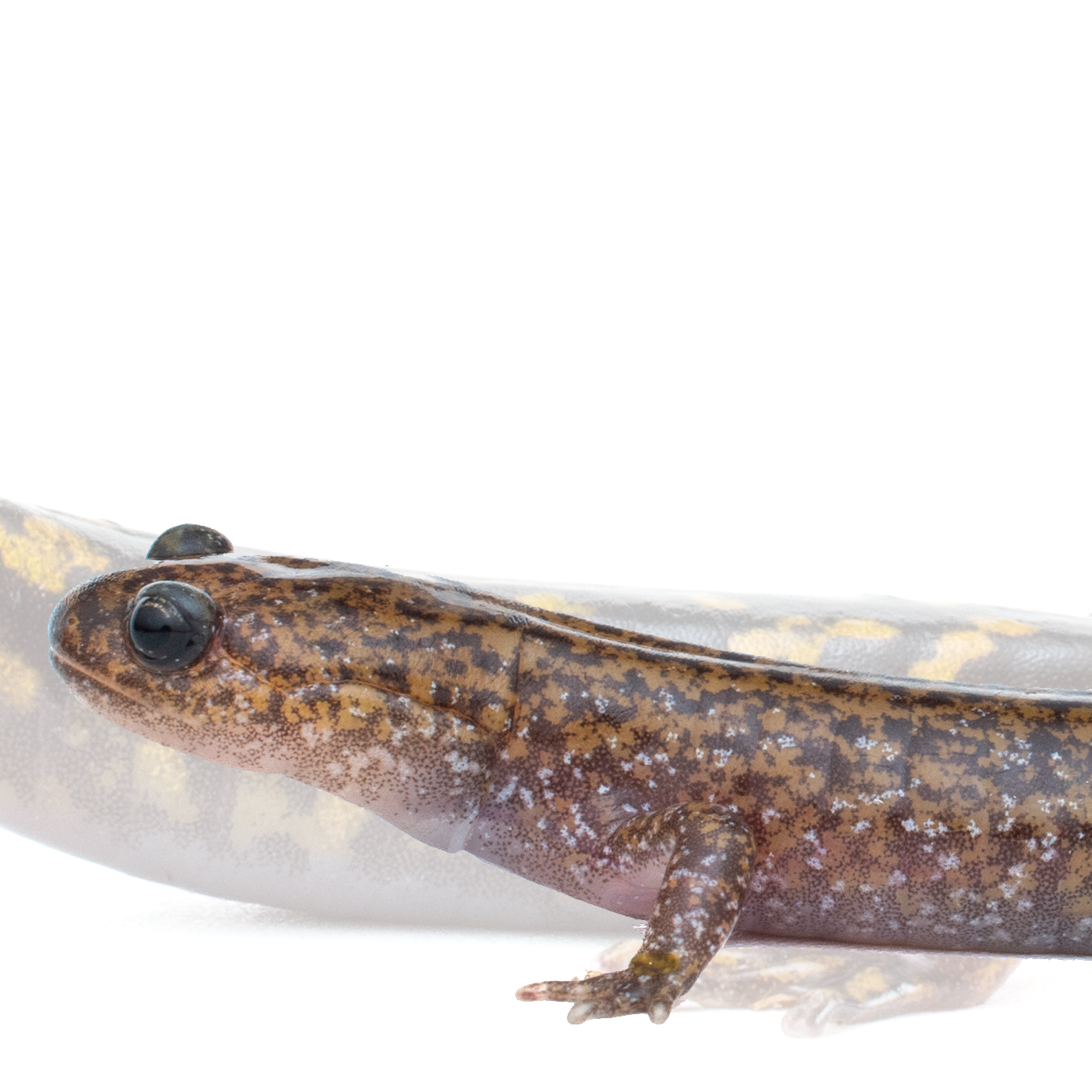 Korean Salamanders conservation – Laboratory of Animal Behaviour and ...