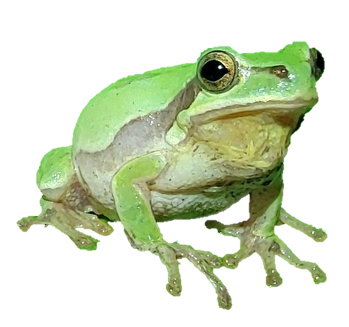 Current and future distribution of the Chinese immaculate treefrog ...